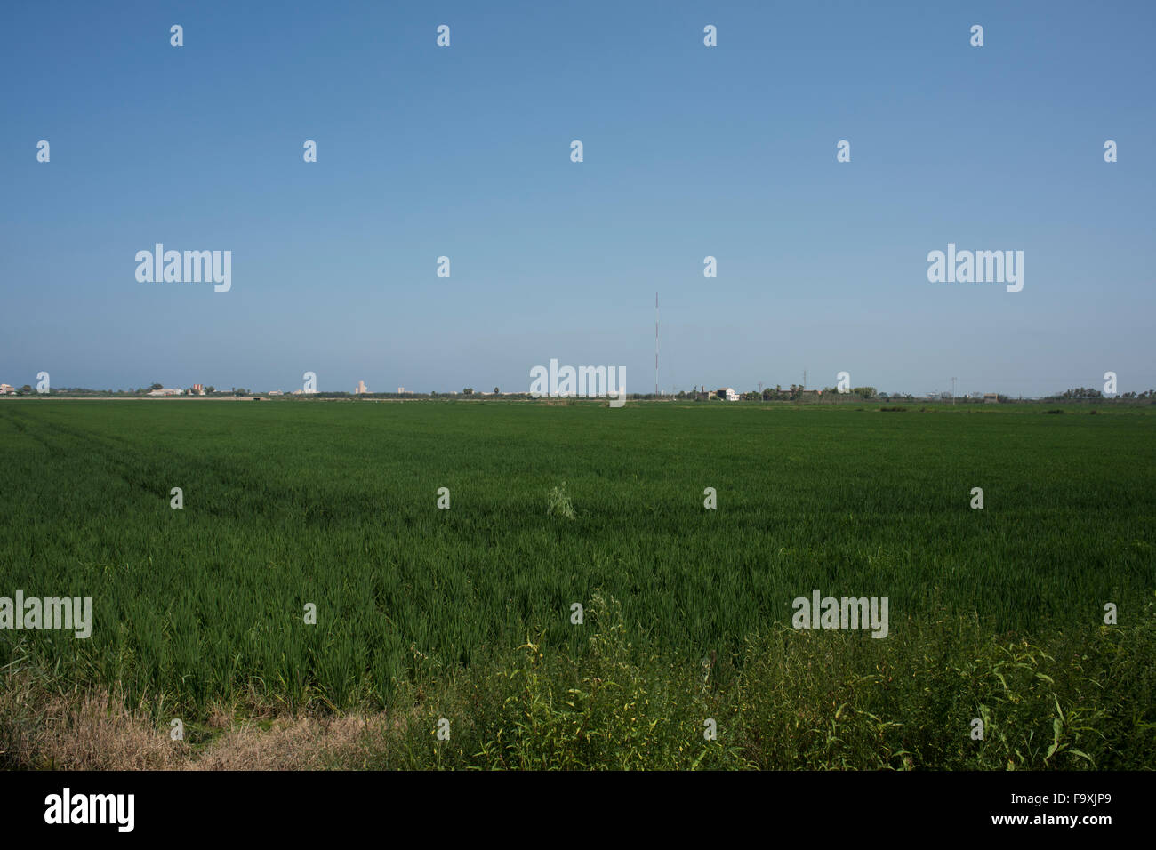 View of the rice fields of Parc Natural de l'Albufera, Valencia Stock ...