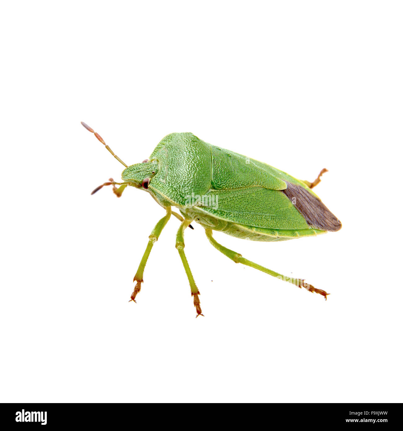 Green shield bug isolated on a white background Stock Photo - Alamy
