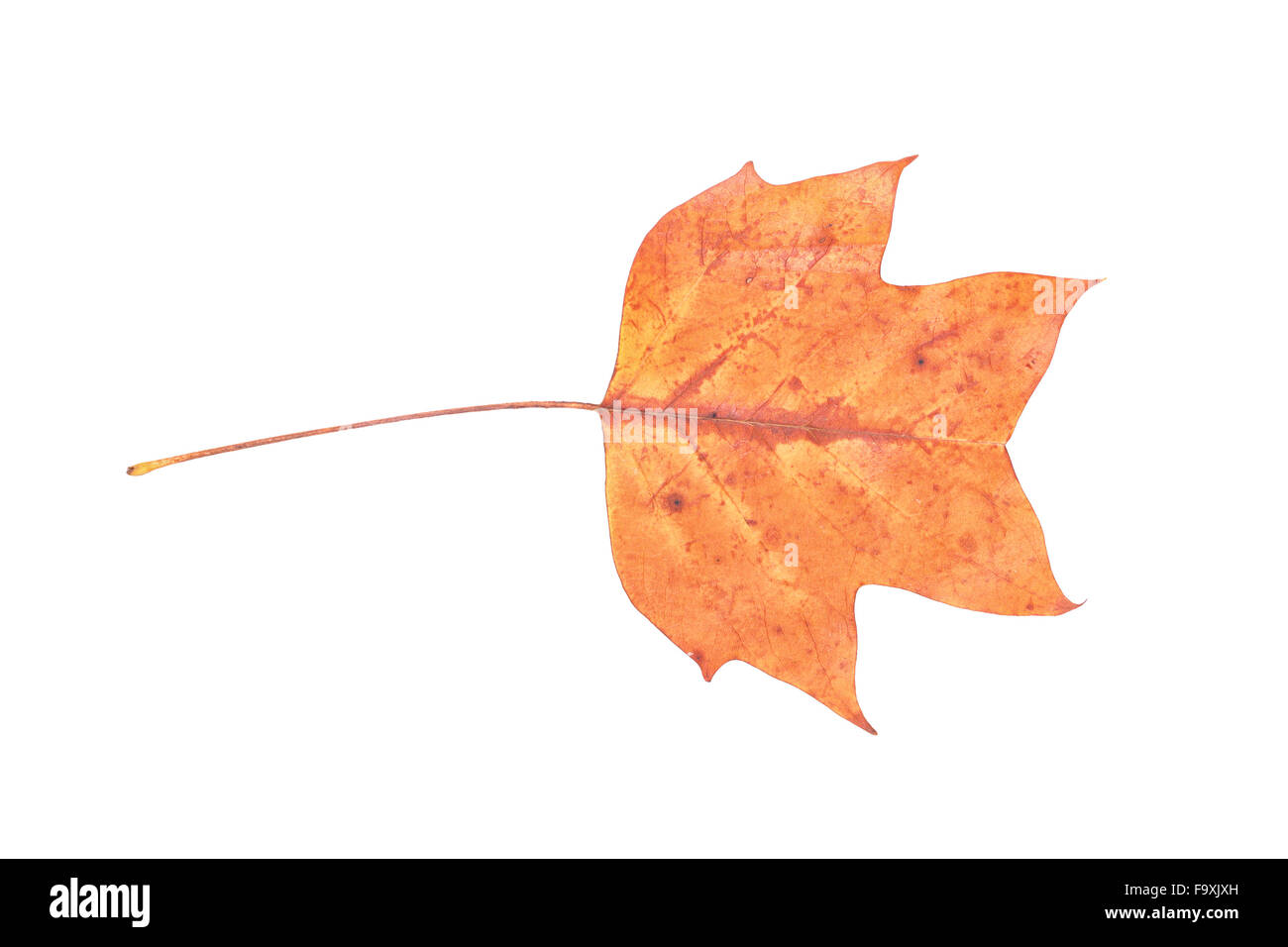 Colored leaf isolated on a white background Stock Photo - Alamy