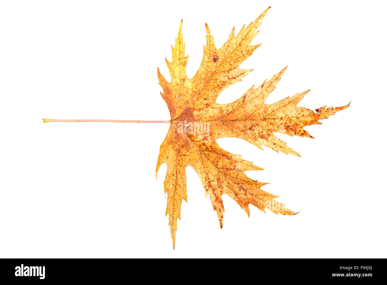 Colored leaf isolated on a white background Stock Photo - Alamy