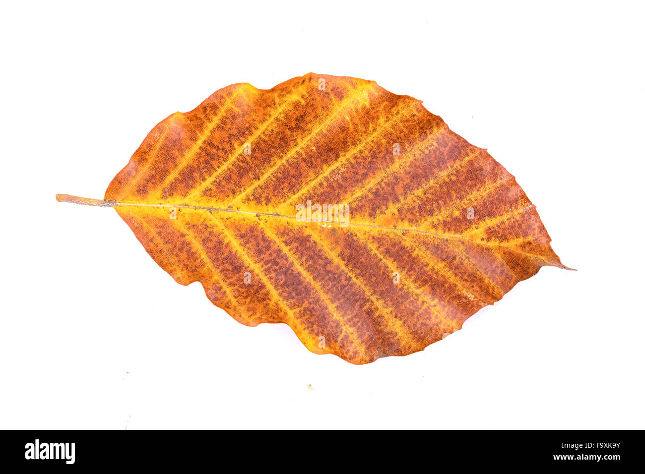 Colored leaf isolated on a white background Stock Photo - Alamy