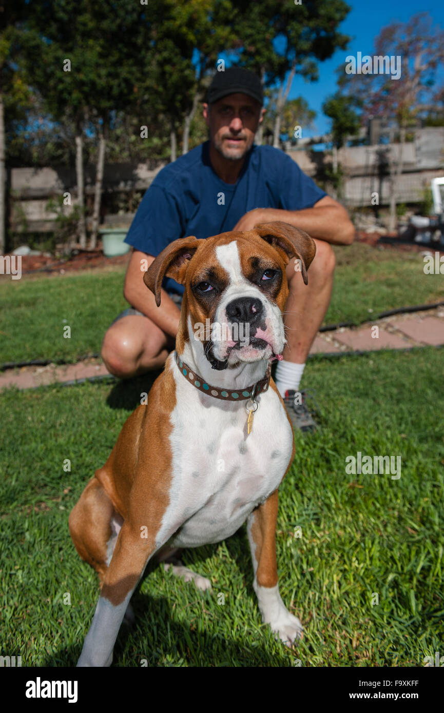 Tall man behind his female boxer dog Stock Photo - Alamy