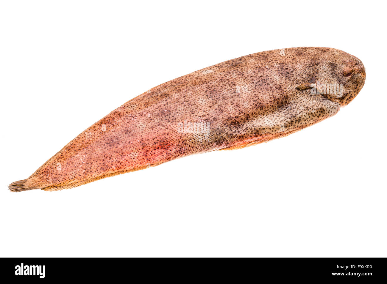 Fish Dover sole Stock Photo - Alamy