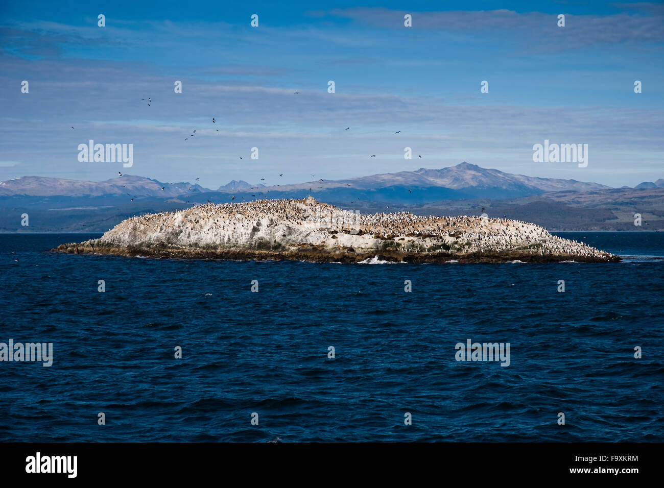 Beagle channel birds hi-res stock photography and images - Alamy
