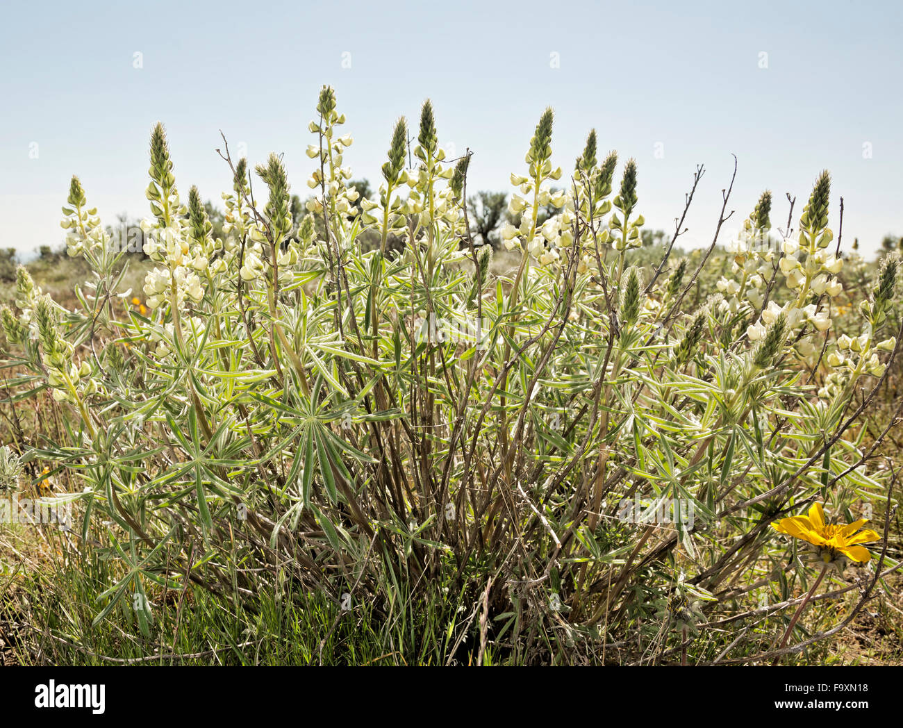 Shrub Steppe High Resolution Stock Photography and Images - Alamy