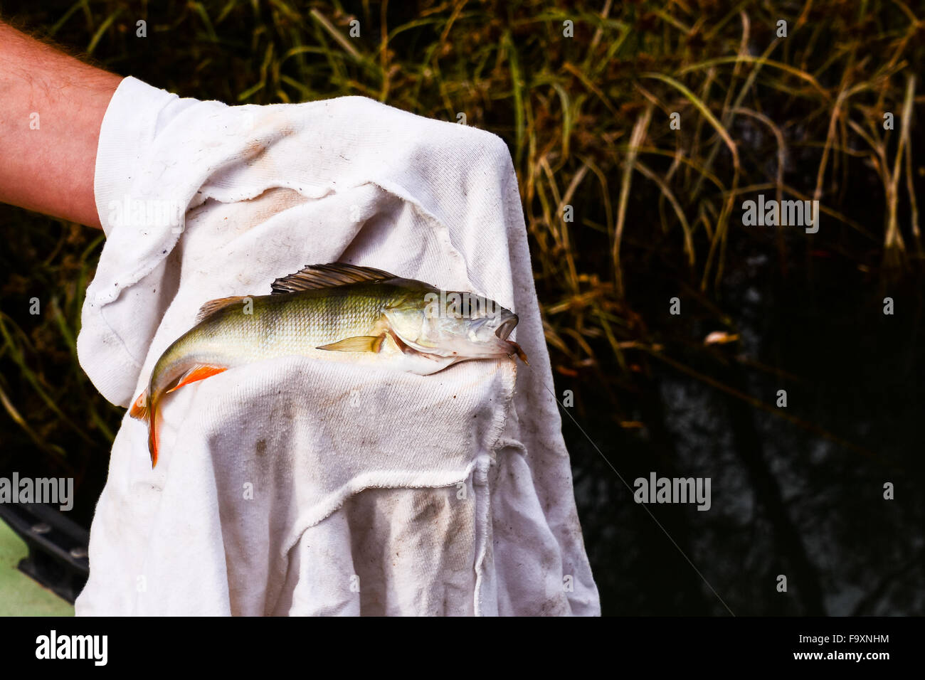 Fish Catched by a Fisherman Stock Photo - Alamy