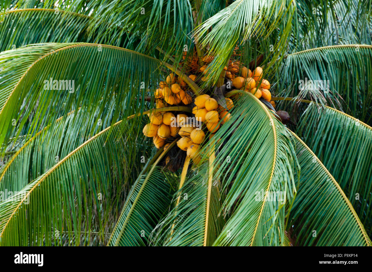 Palm with yellow fruits hi-res stock photography and images - Alamy