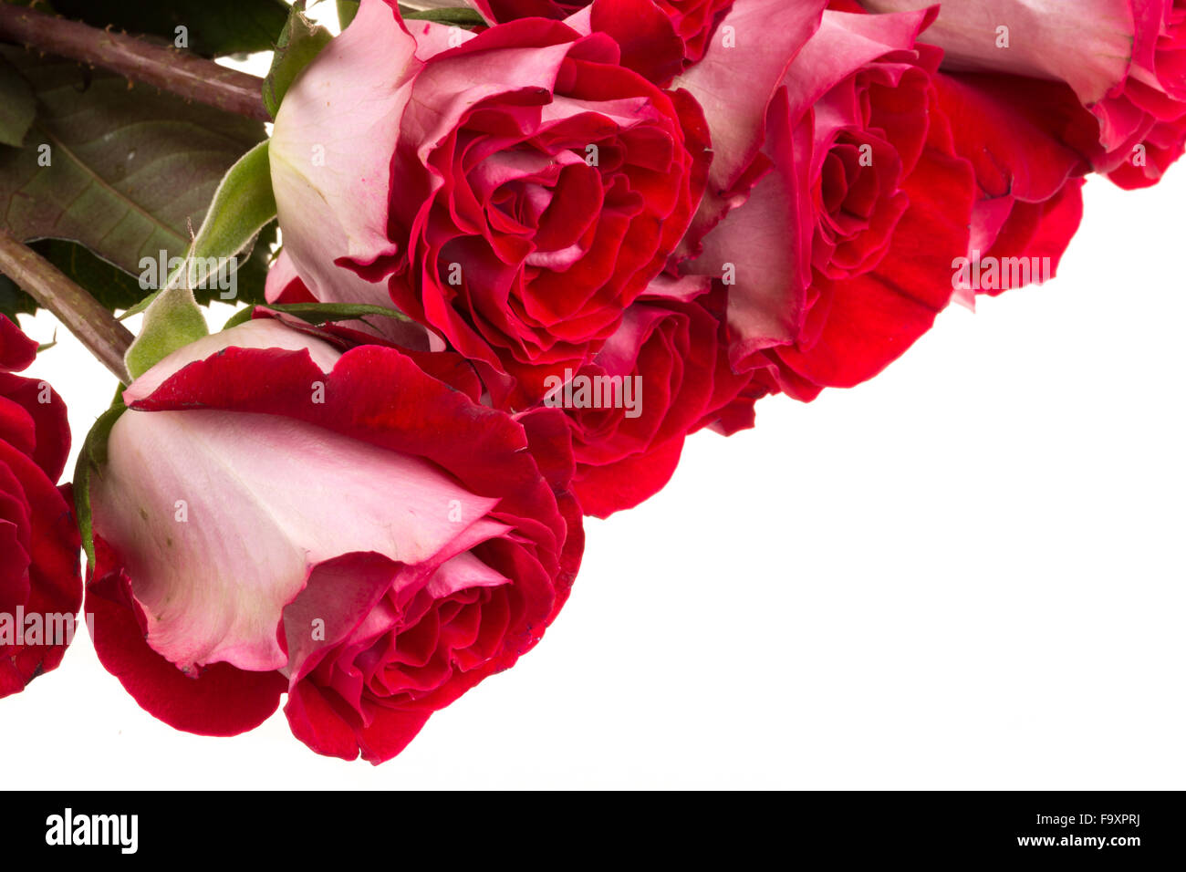pink roses isolated on white Stock Photo - Alamy