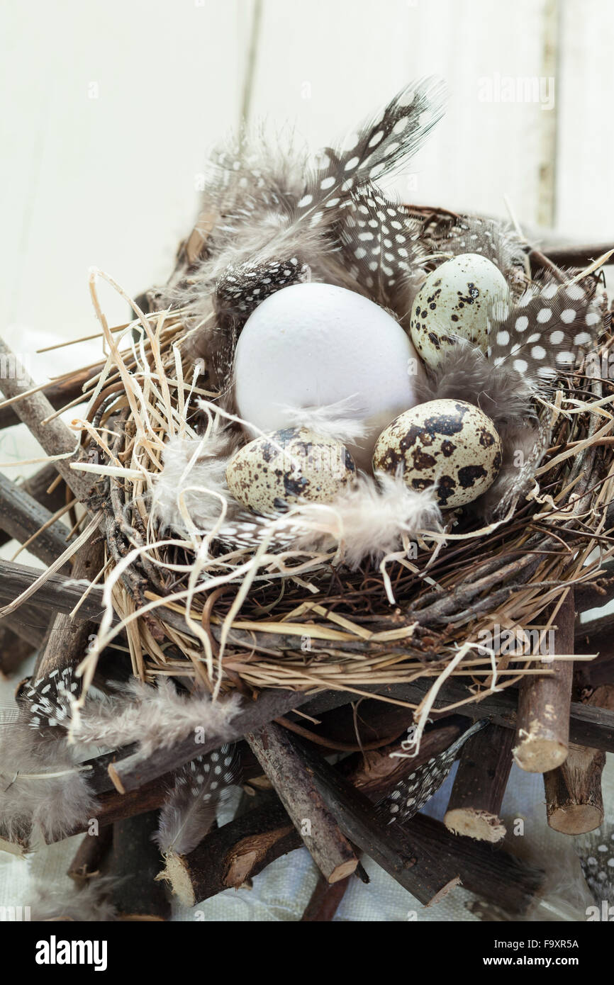 White egg and quail eggs in rustic nest Stock Photo - Alamy