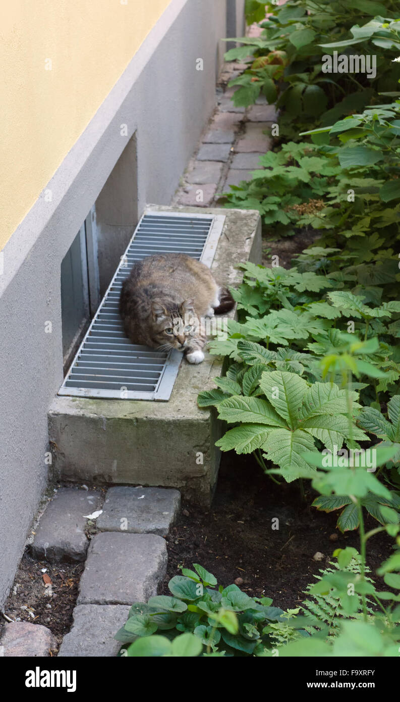 the cat has a rest on a basement grid Stock Photo - Alamy