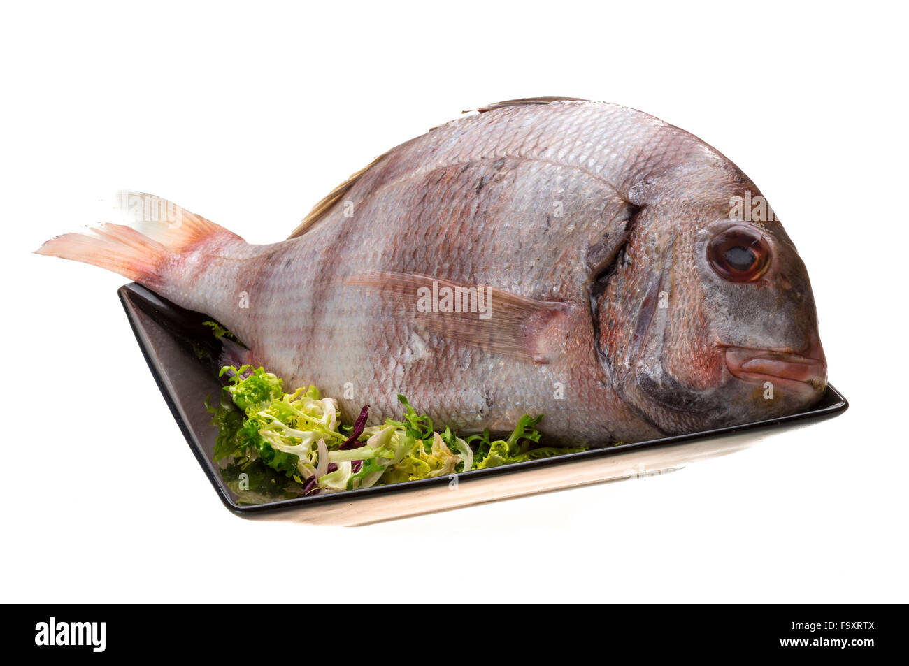 Black porgy Cut Out Stock Images & Pictures - Alamy