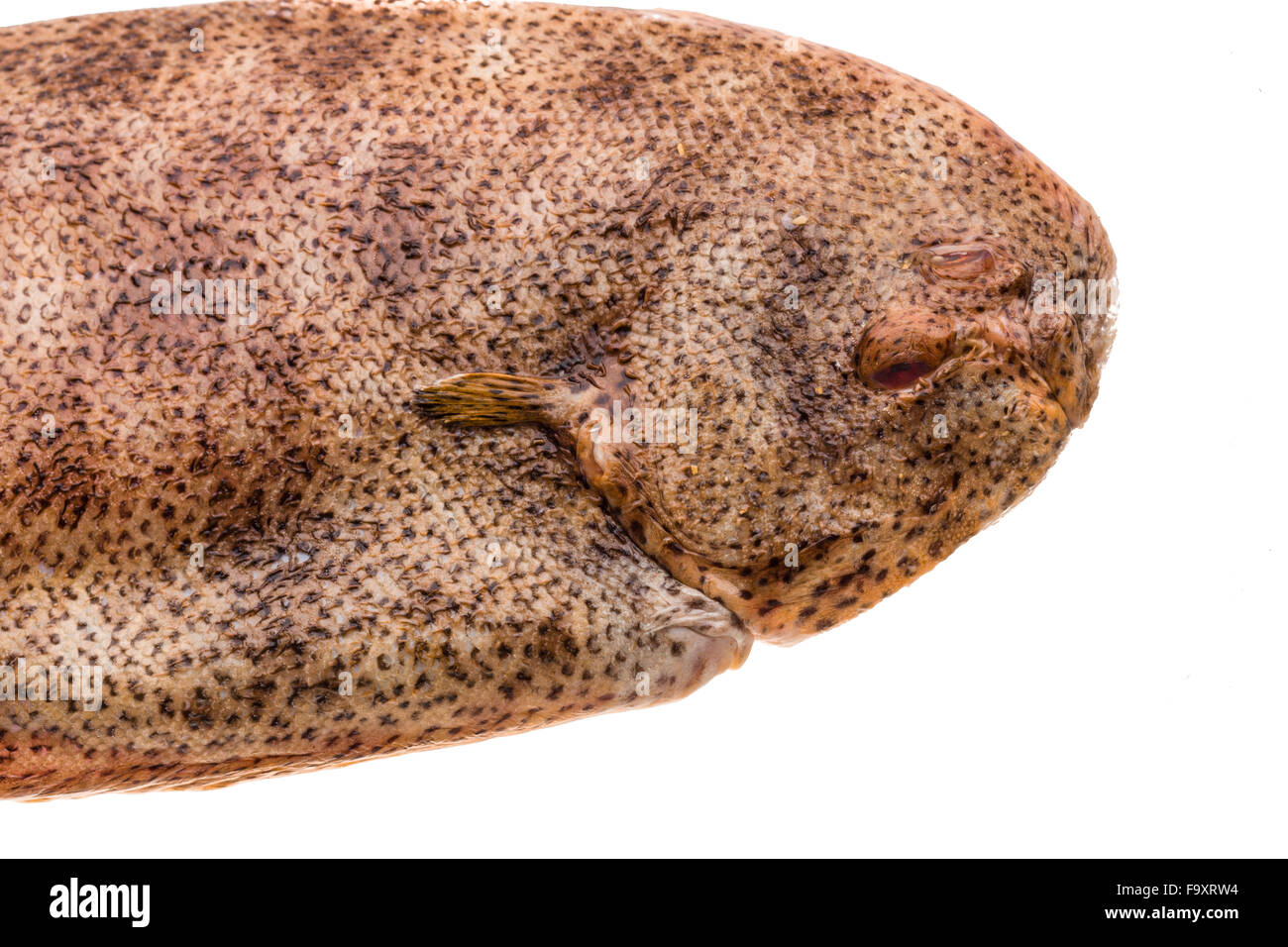 Fish Dover sole Stock Photo - Alamy