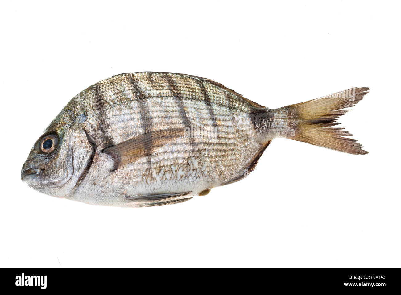 Ocean shoot Cut Out Stock Images & Pictures - Alamy