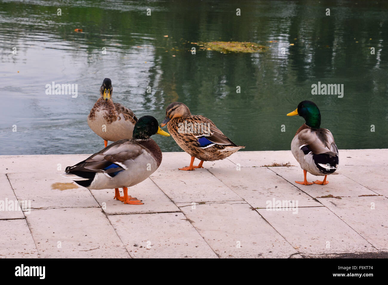 Water Bird Duck Stock Photo - Alamy