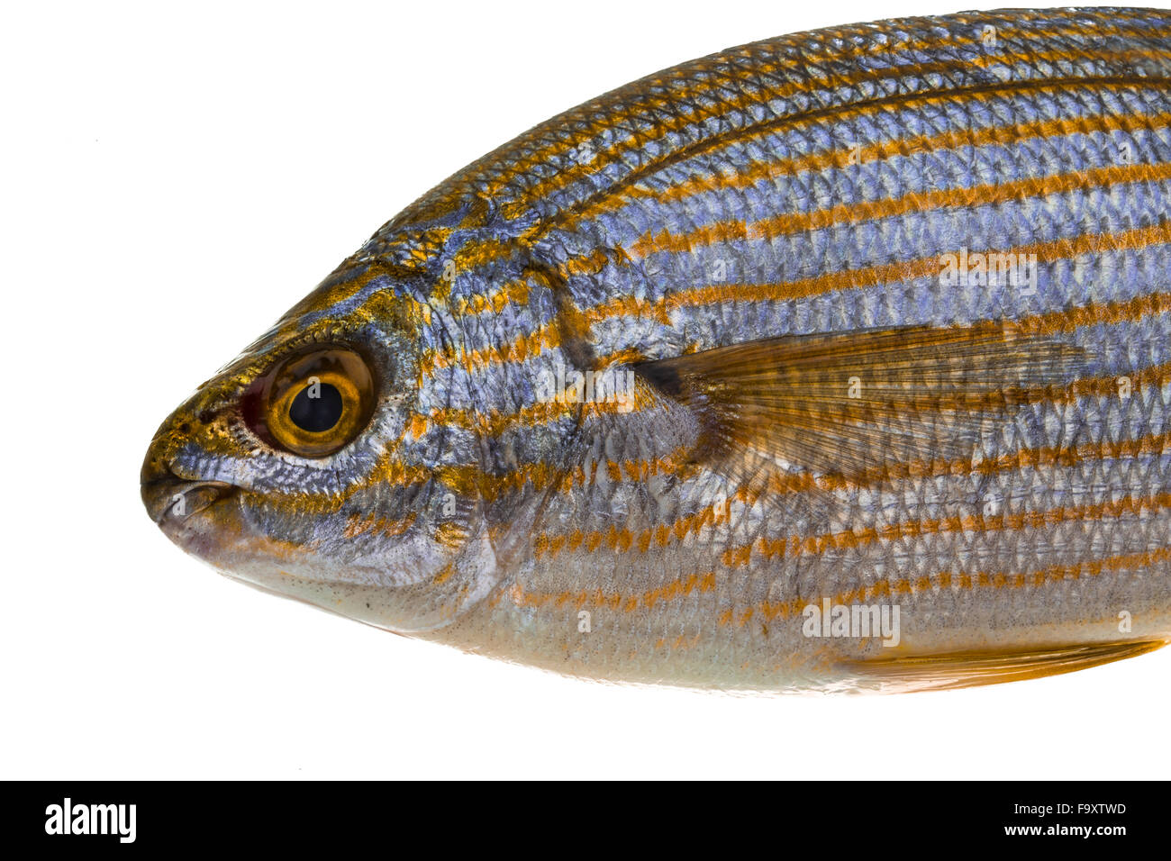 Salema porgy - sarpa fish Stock Photo - Alamy