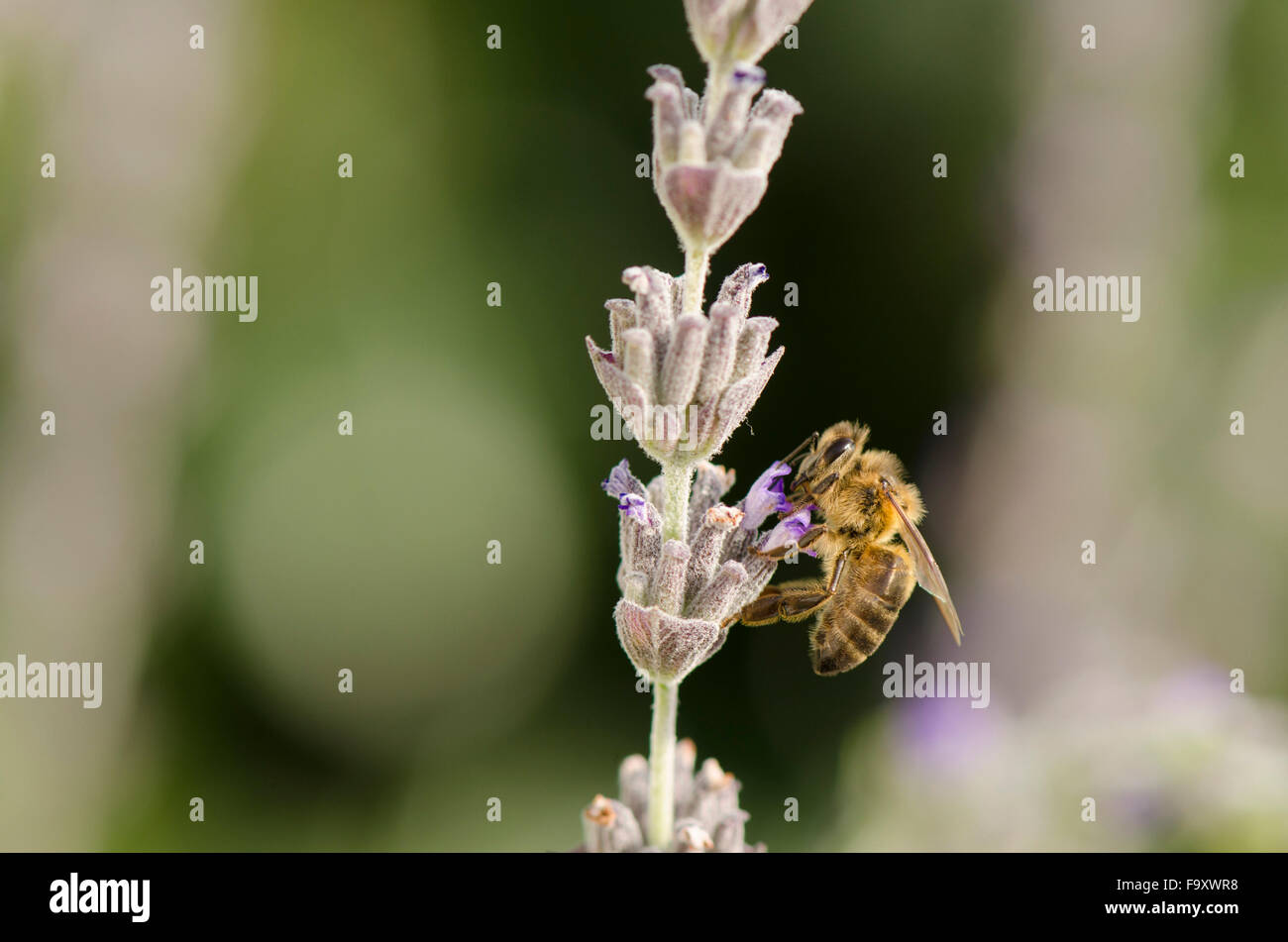 European honey bees hi-res stock photography and images - Alamy