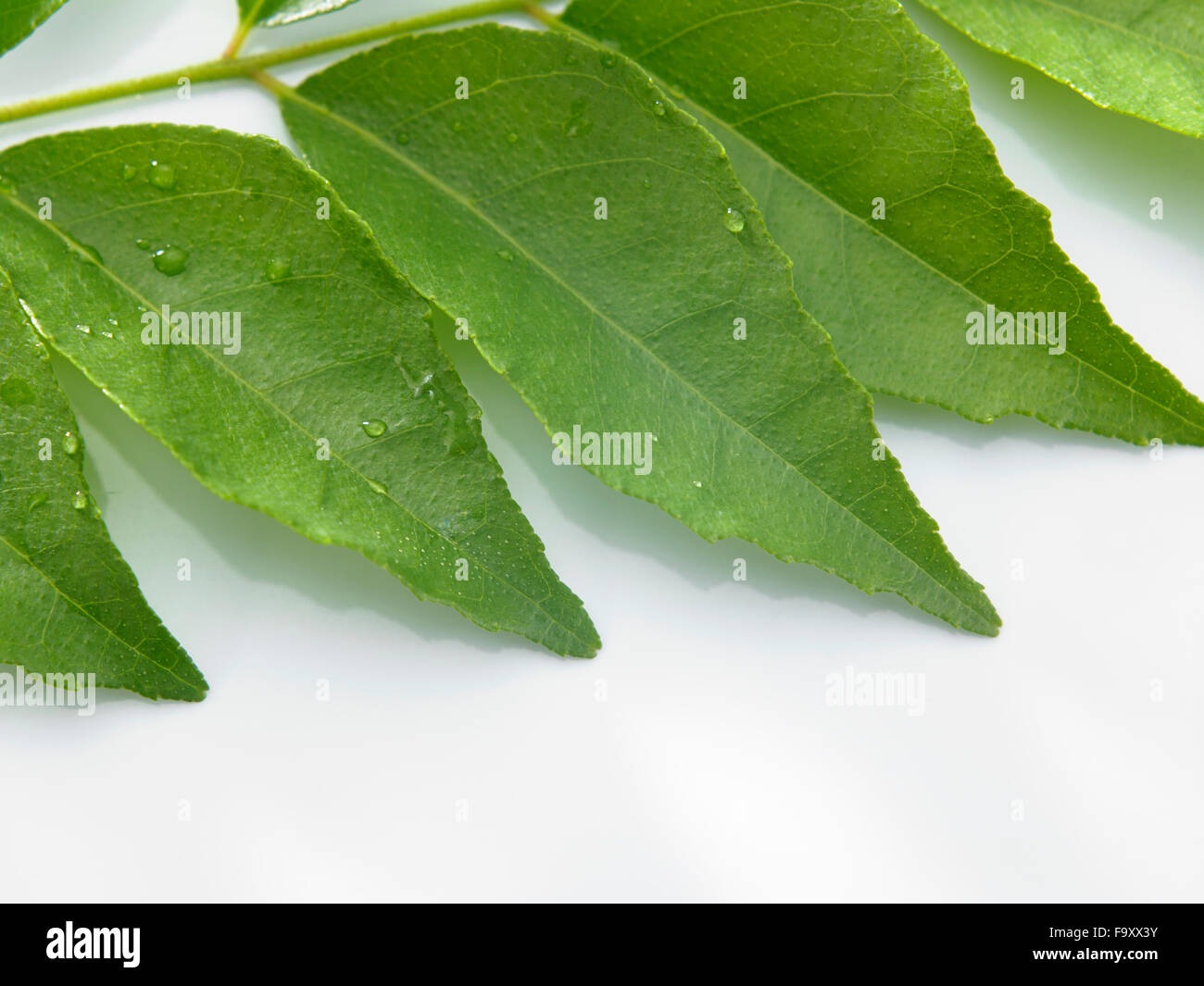 close up of the curry leaf Stock Photo - Alamy