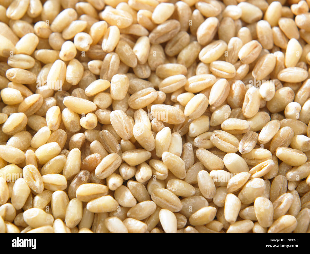 full frame of the wheat grains Stock Photo - Alamy
