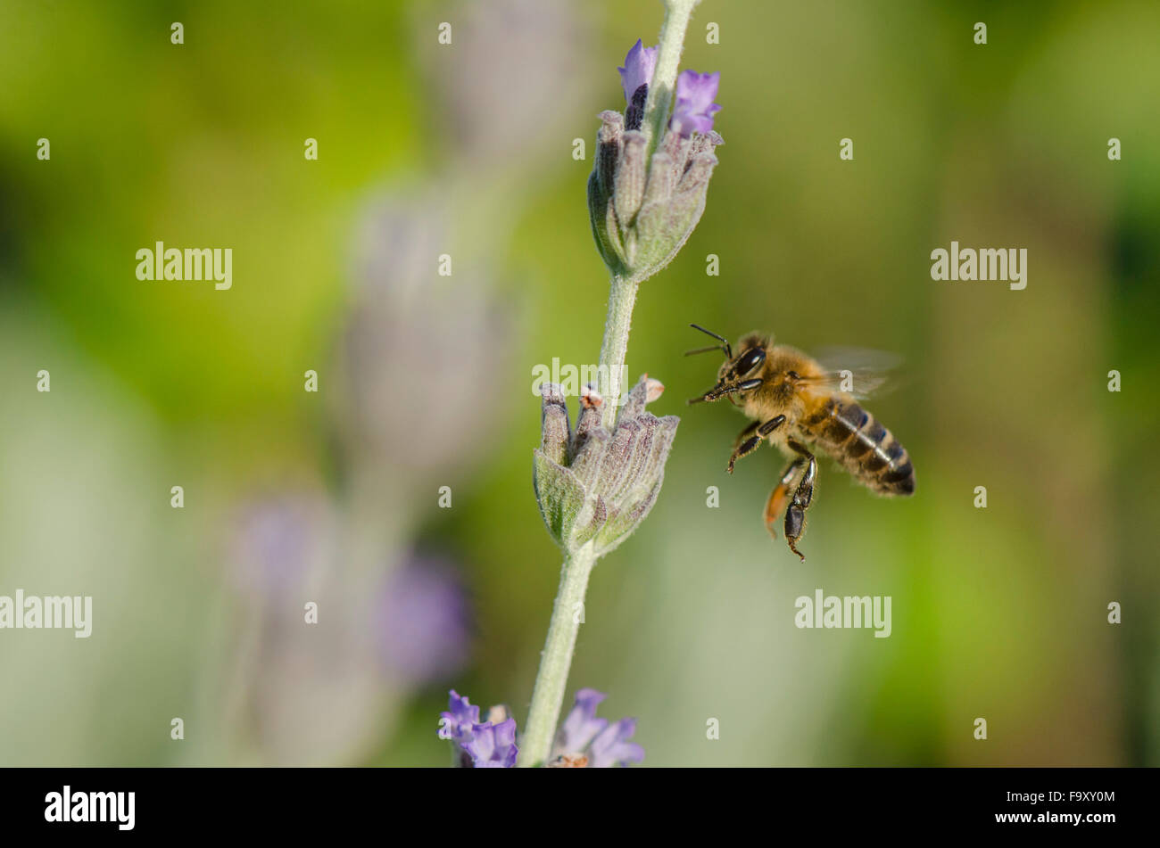 Western honey bee or european honey bee apis mellifera flying hi-res ...