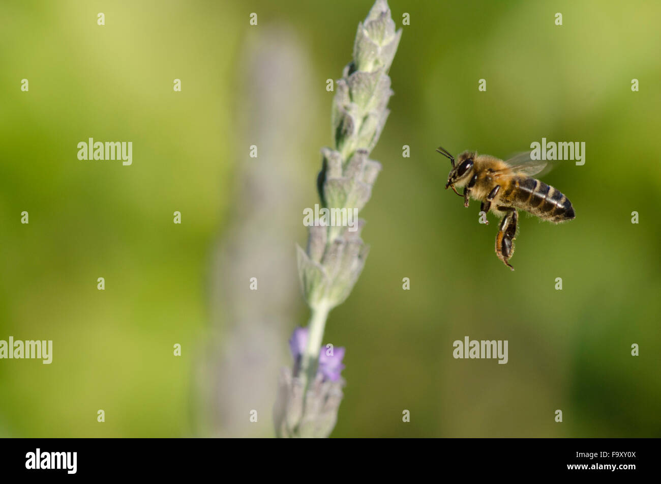 European honey bees hi-res stock photography and images - Alamy