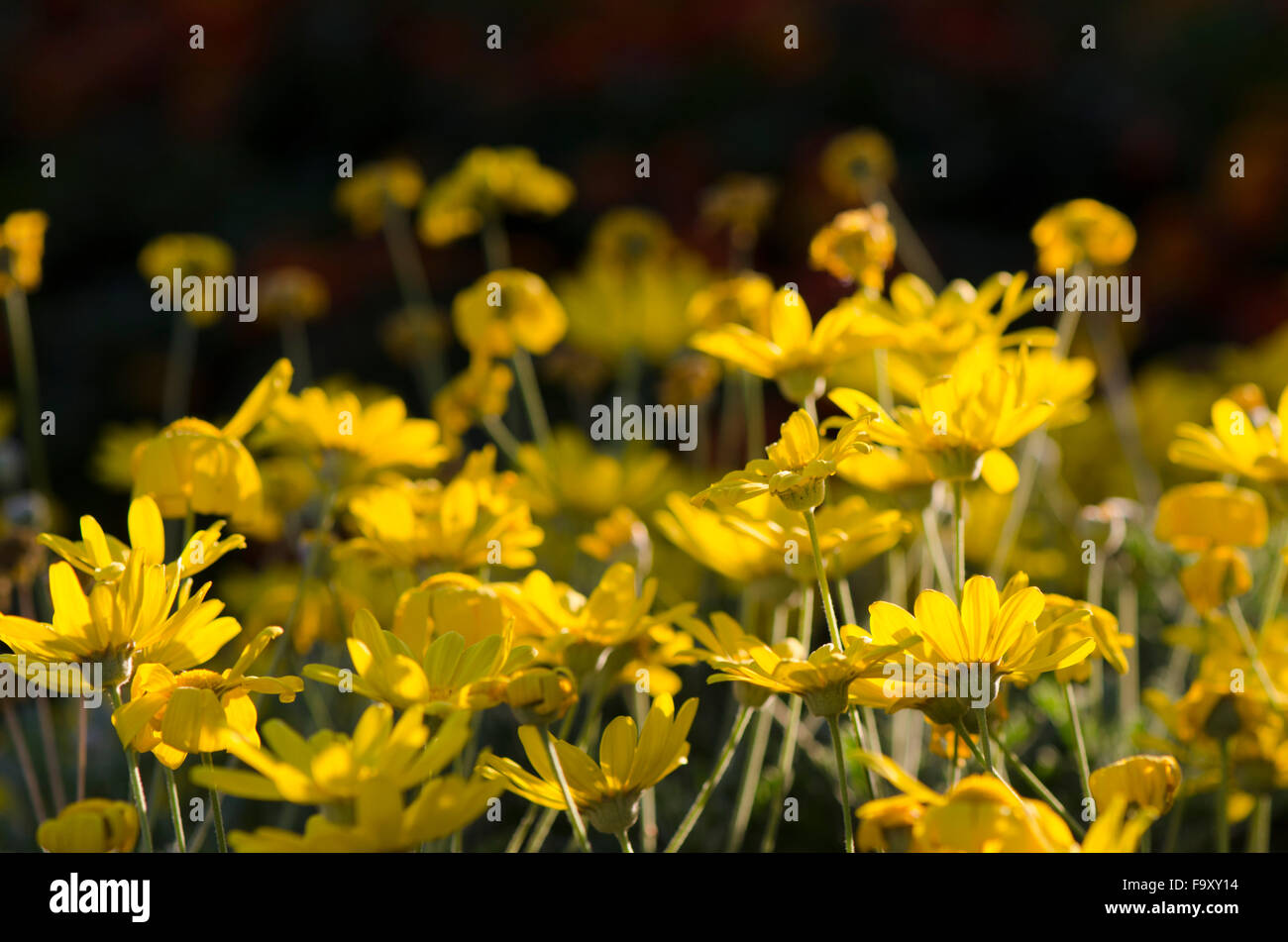 Yellow flowers, Golden daisy bush, Euryops pectinatus in sunlight ...