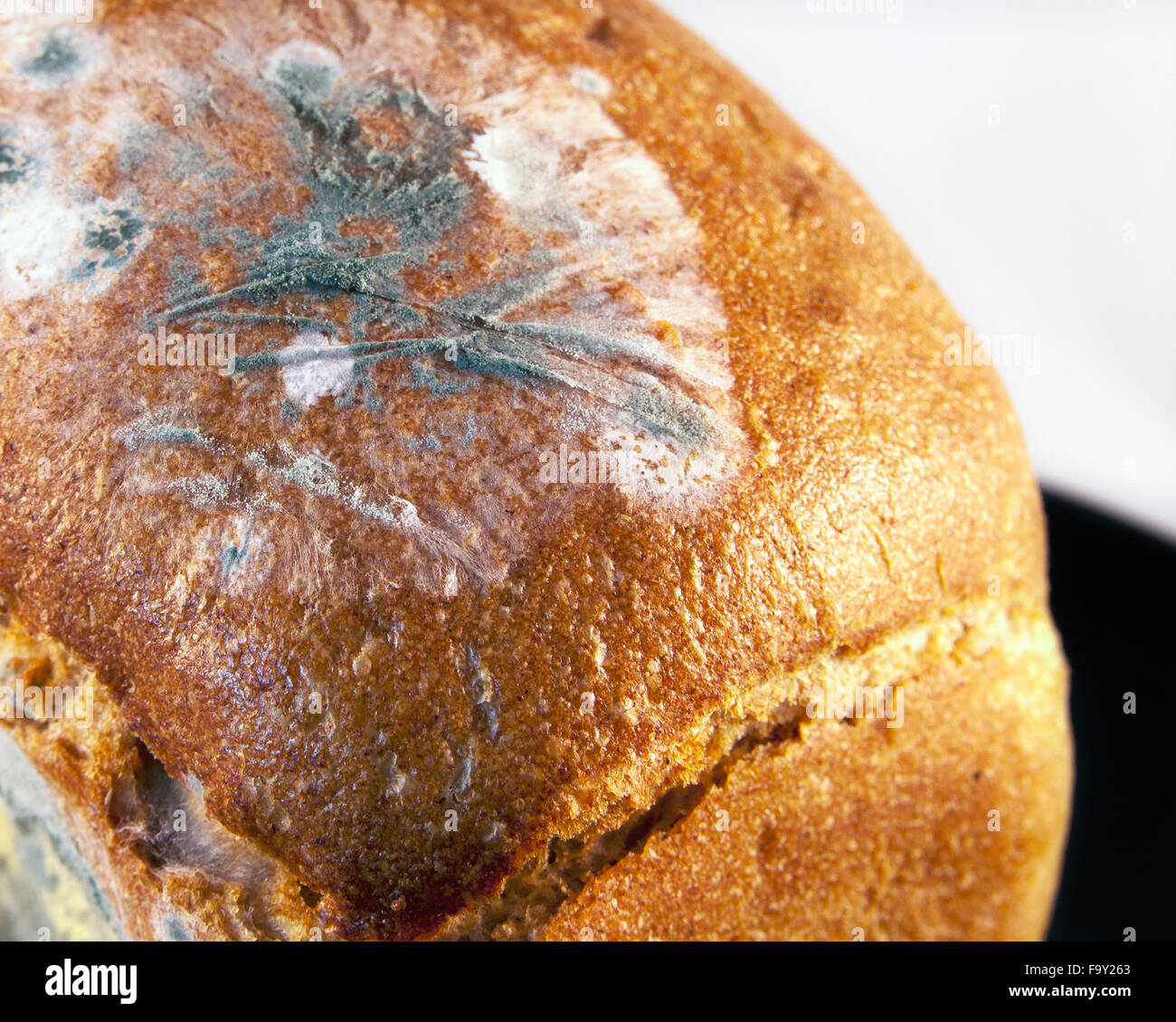 Moldy bread hi-res stock photography and images - Alamy