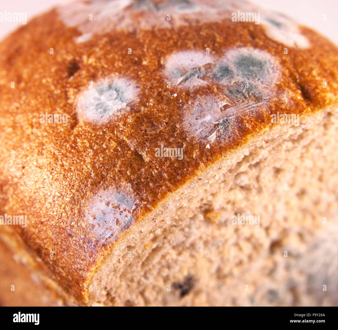 Bread mould hi-res stock photography and images - Alamy