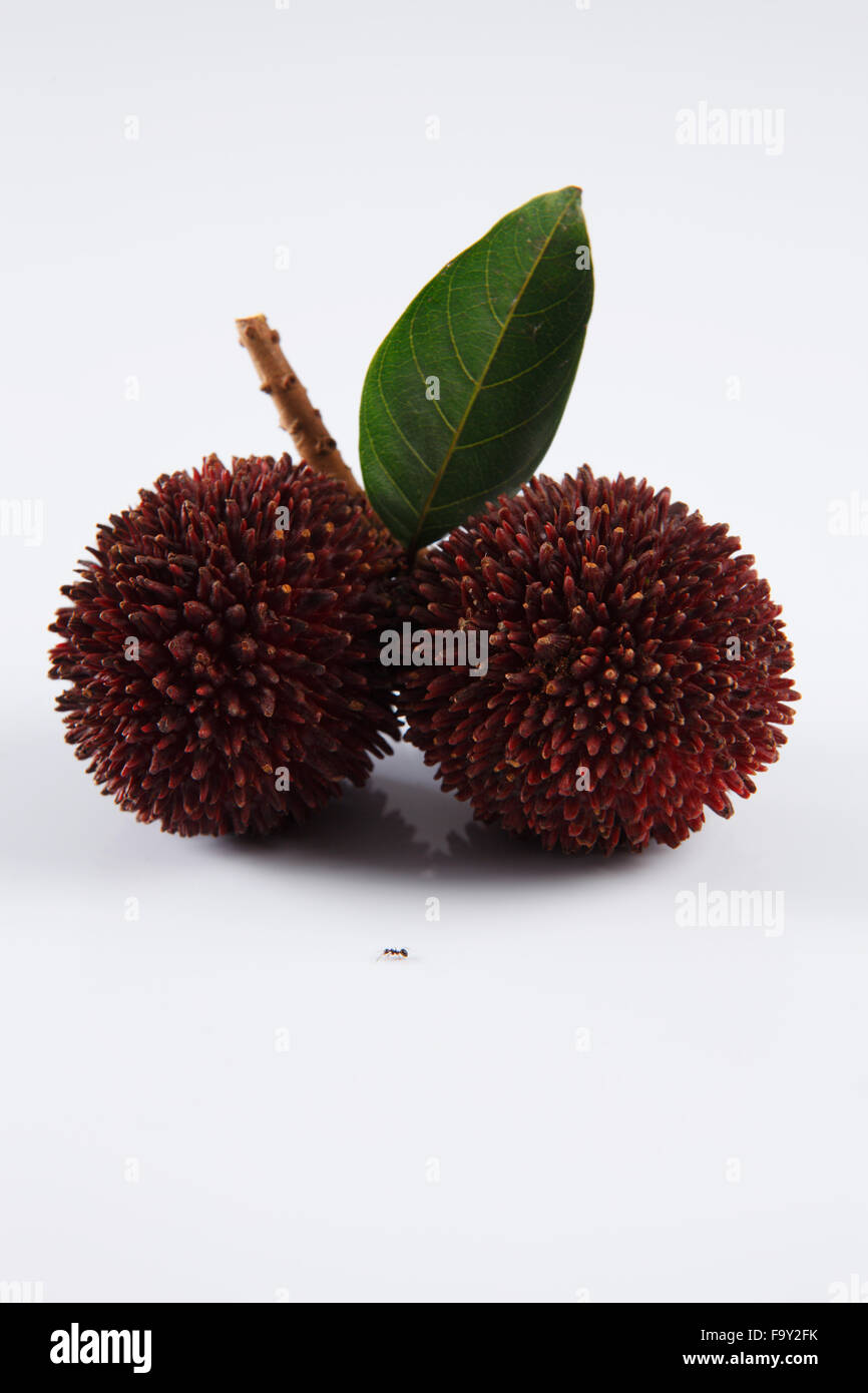 pulasan thick skin or wild rambutan on the white background Stock Photo ...