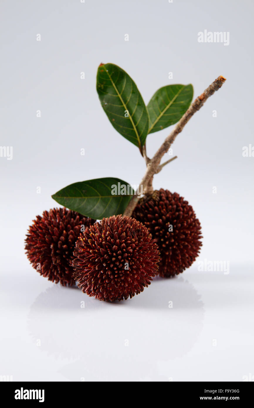 pulasan thick skin or wild rambutan on the white background Stock Photo ...