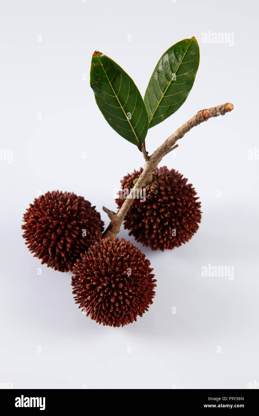 pulasan thick skin or wild rambutan on the white background Stock Photo ...
