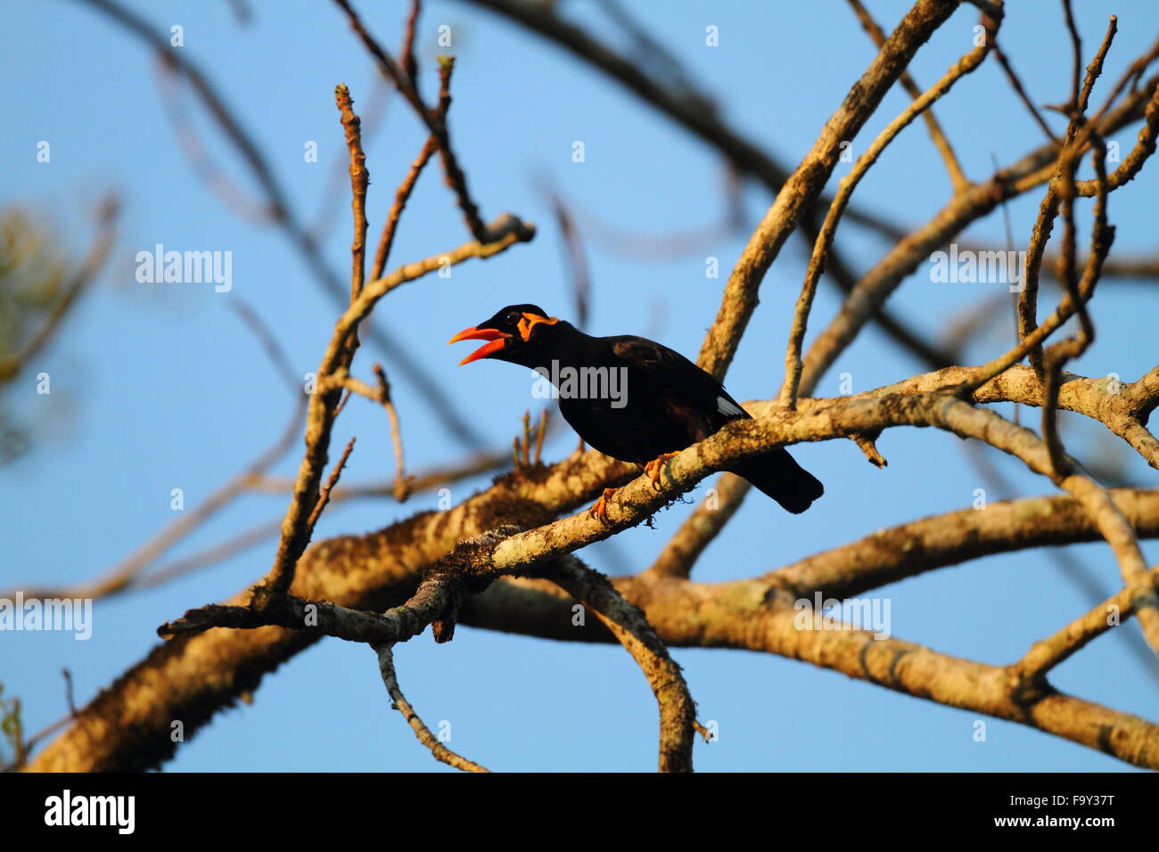 Common hill myna (Gracula religiosa) in Thailand Stock Photo - Alamy