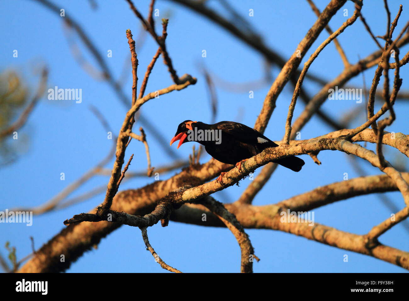 Common hill myna (Gracula religiosa) in Thailand Stock Photo - Alamy