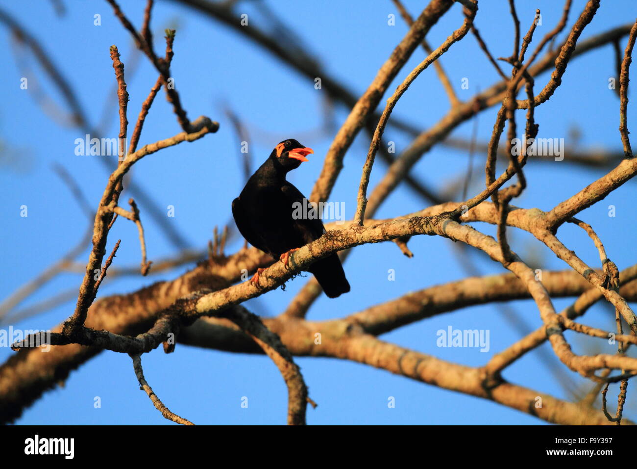 Common hill myna (Gracula religiosa) in Thailand Stock Photo - Alamy