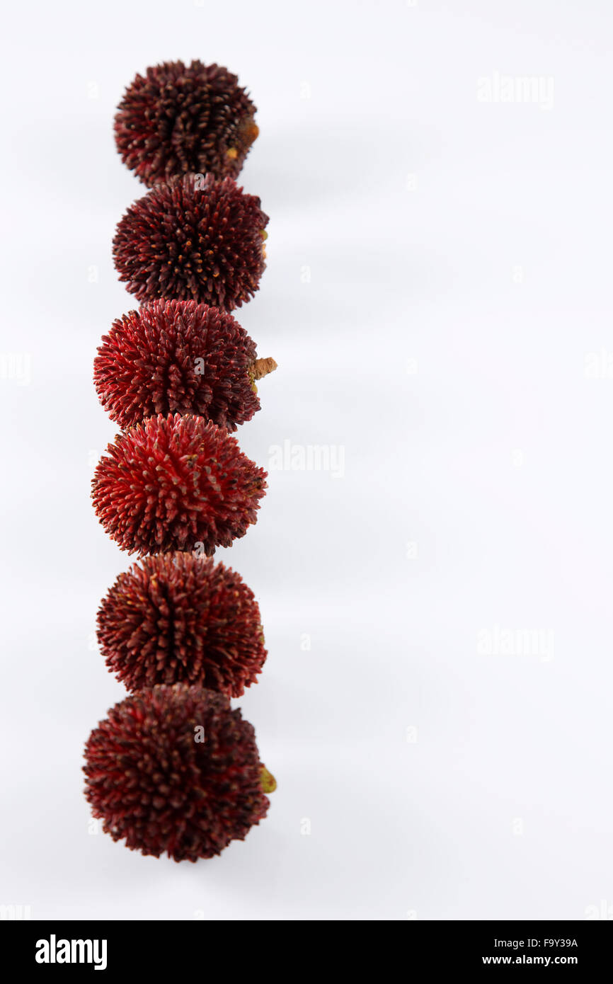 pulasan thick skin or wild rambutan on the white background Stock Photo ...