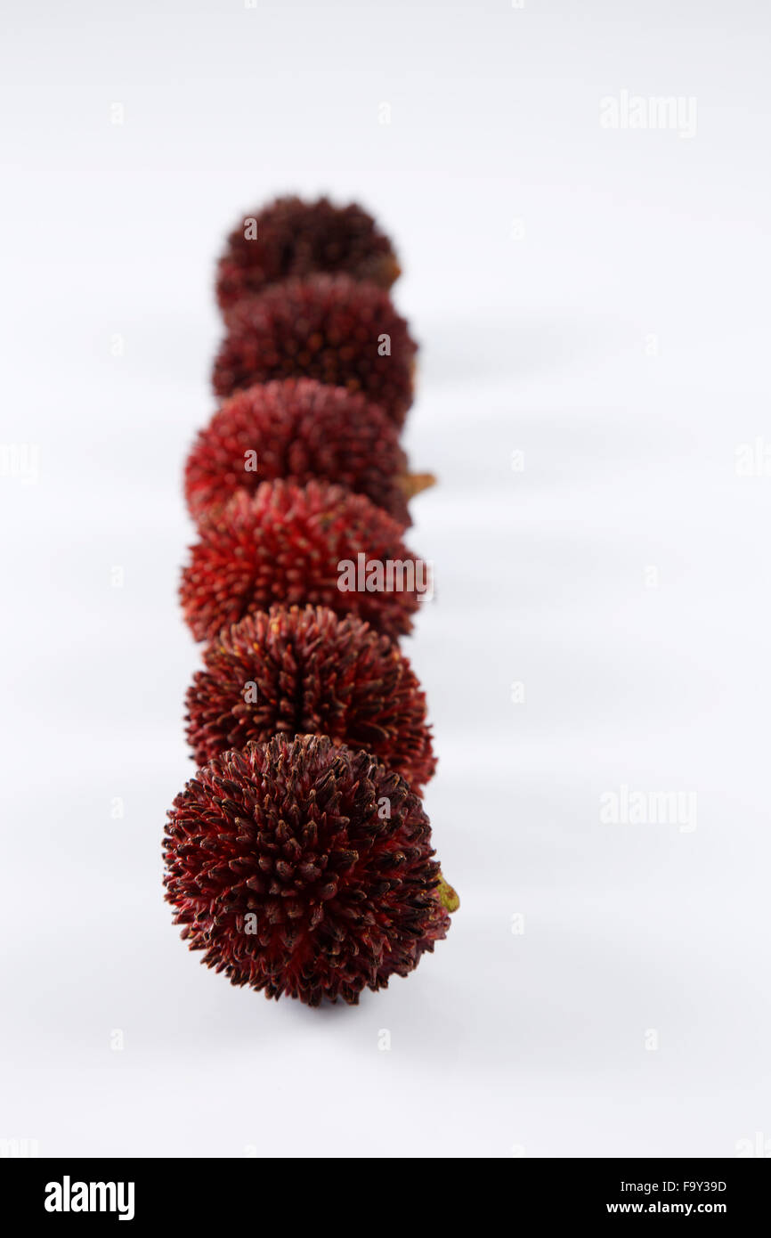 pulasan thick skin or wild rambutan on the white background Stock Photo ...