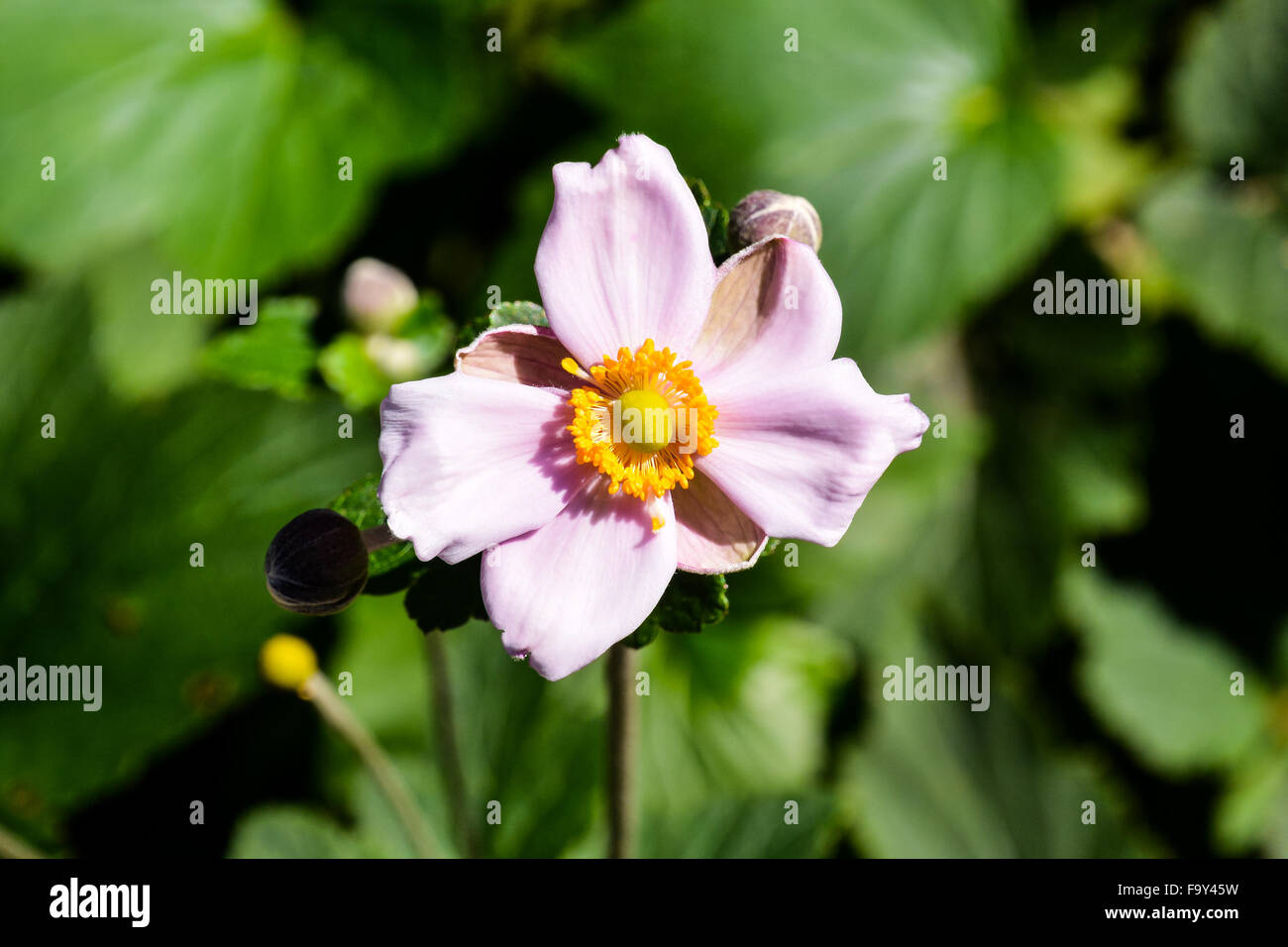 Blooming Flower Background Stock Photo - Alamy