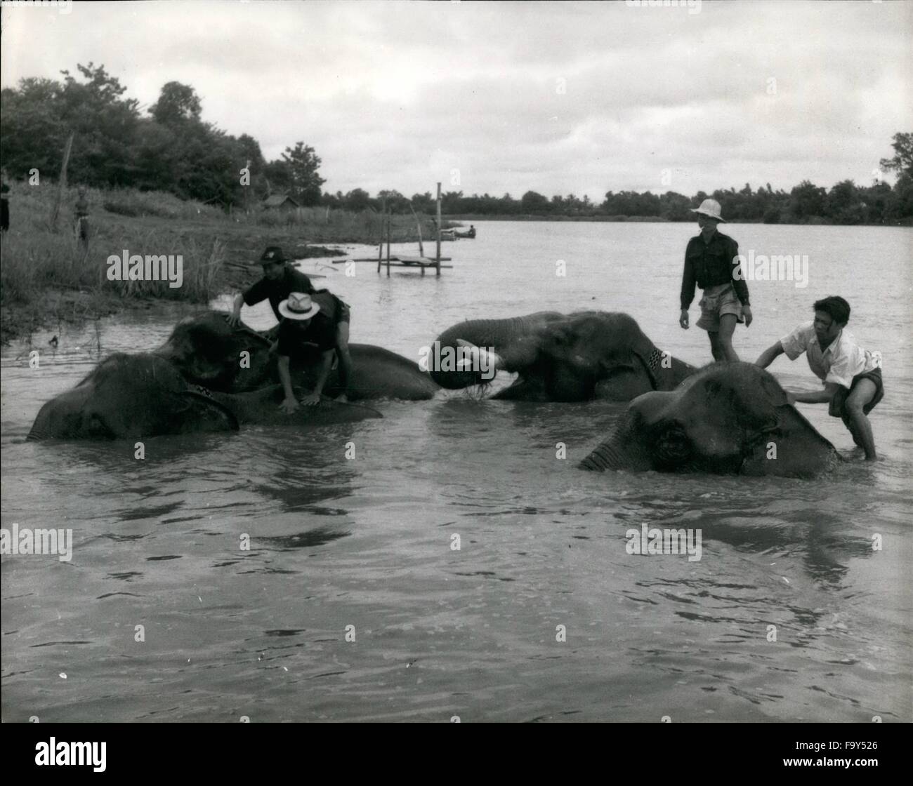1958 - ''Jumbo'' is still superior to the tractor in the Siamese teak ...