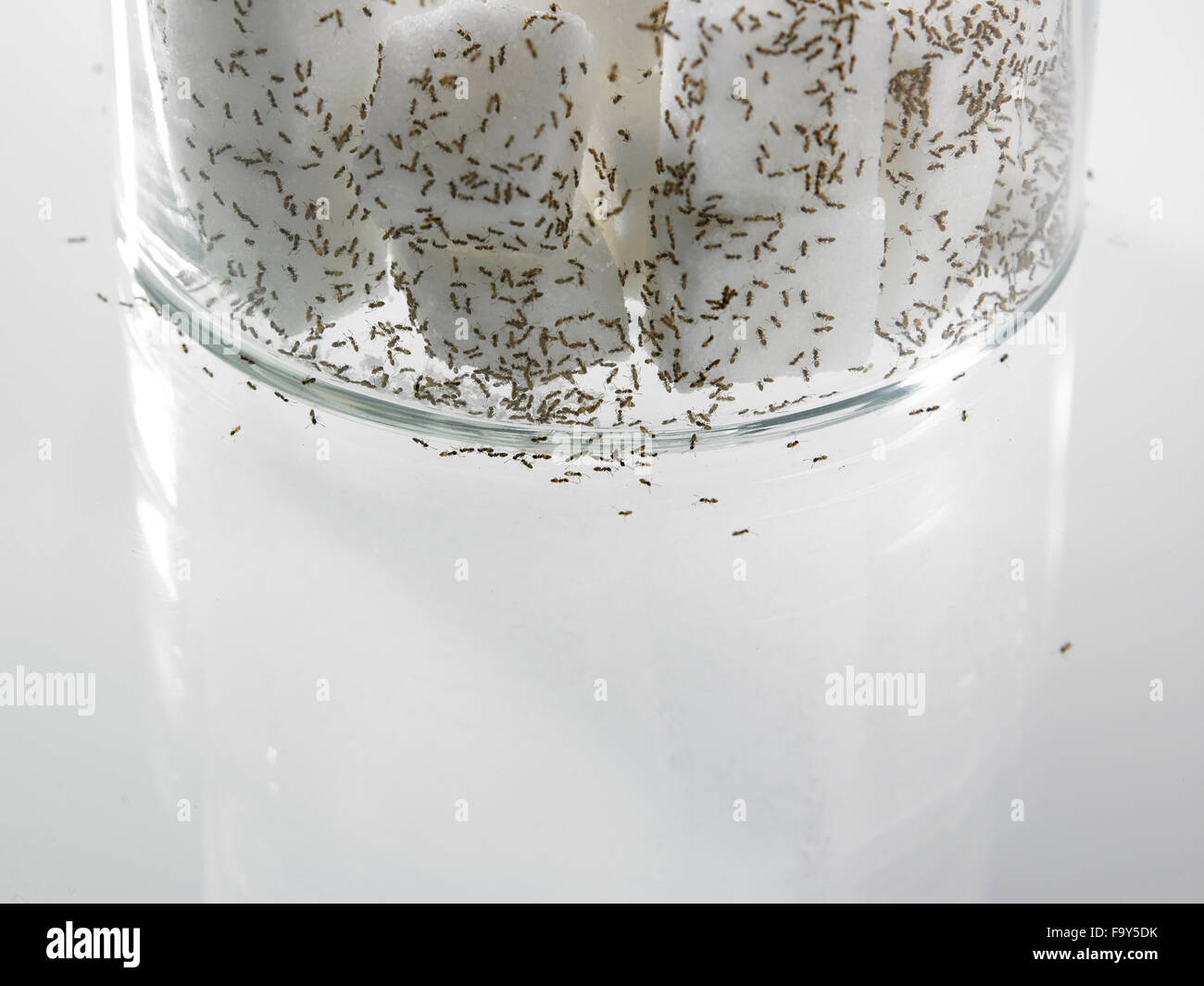 Ant sugar cube hi-res stock photography and images - Alamy