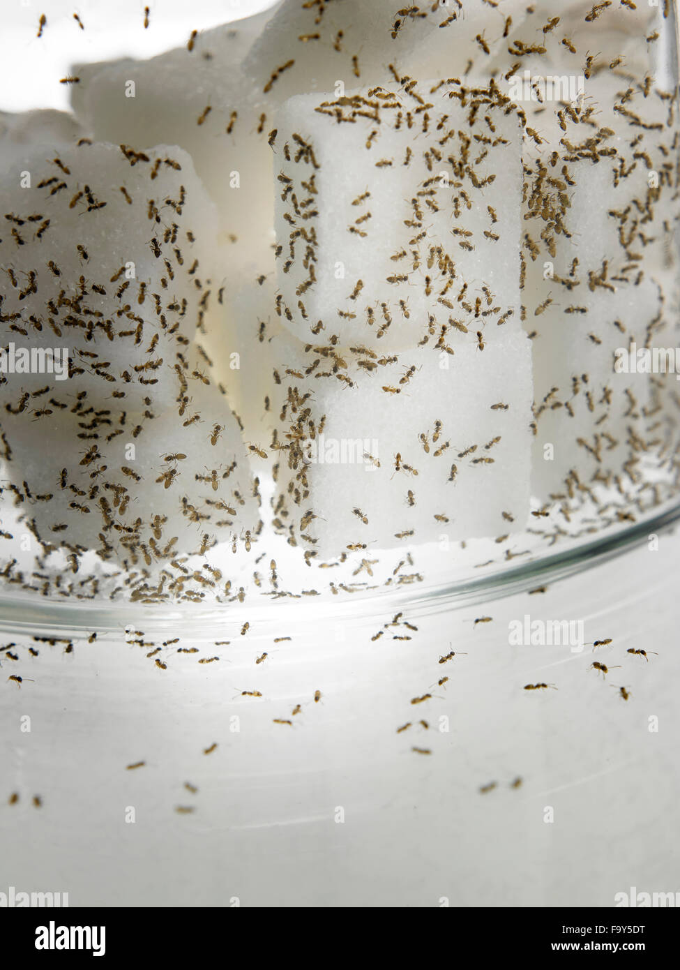 Ant Sugar Cube High Resolution Stock Photography and Images - Alamy