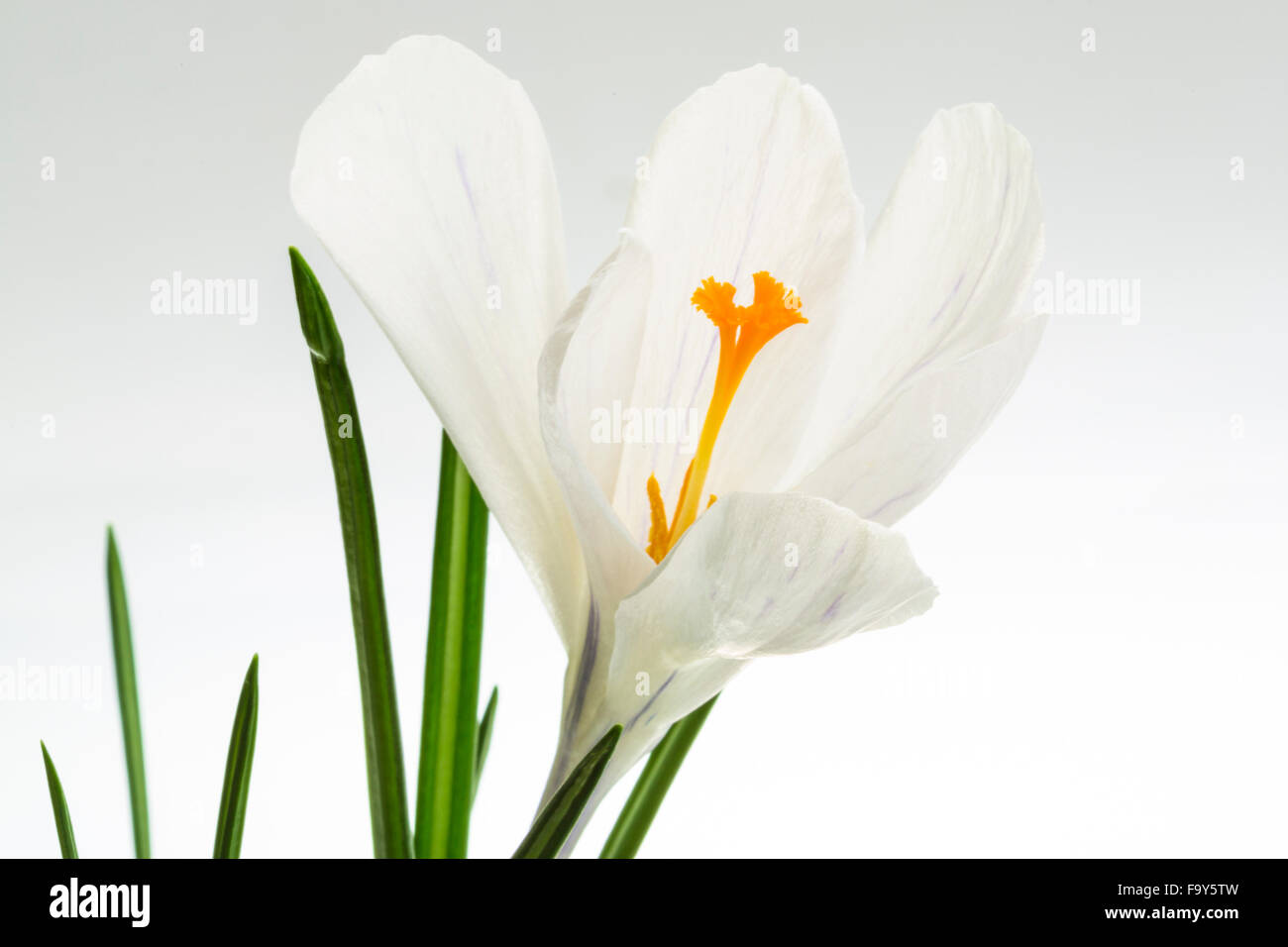 Crocus spring flower Stock Photo - Alamy