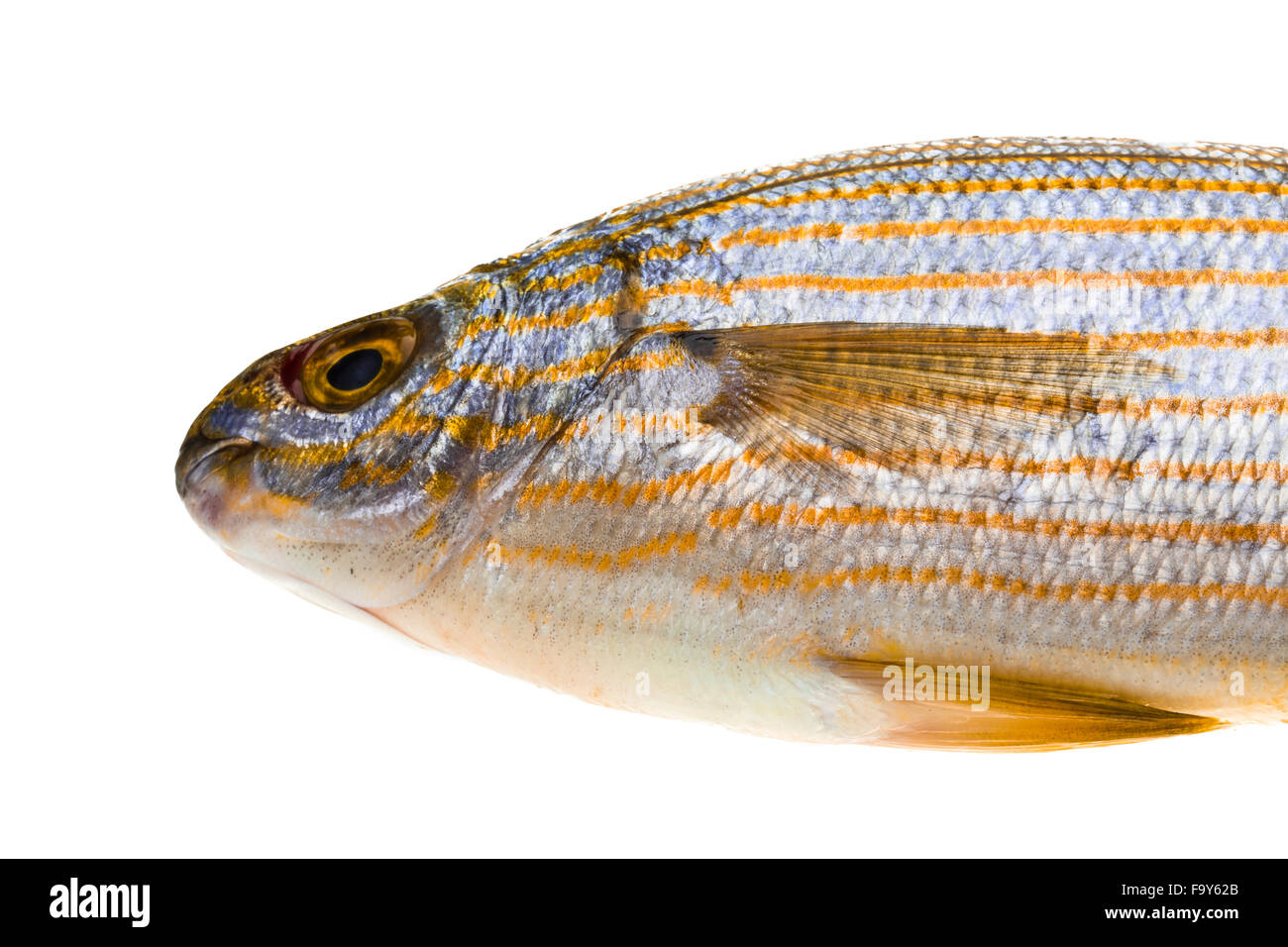 Salema porgy - sarpa fish Stock Photo - Alamy