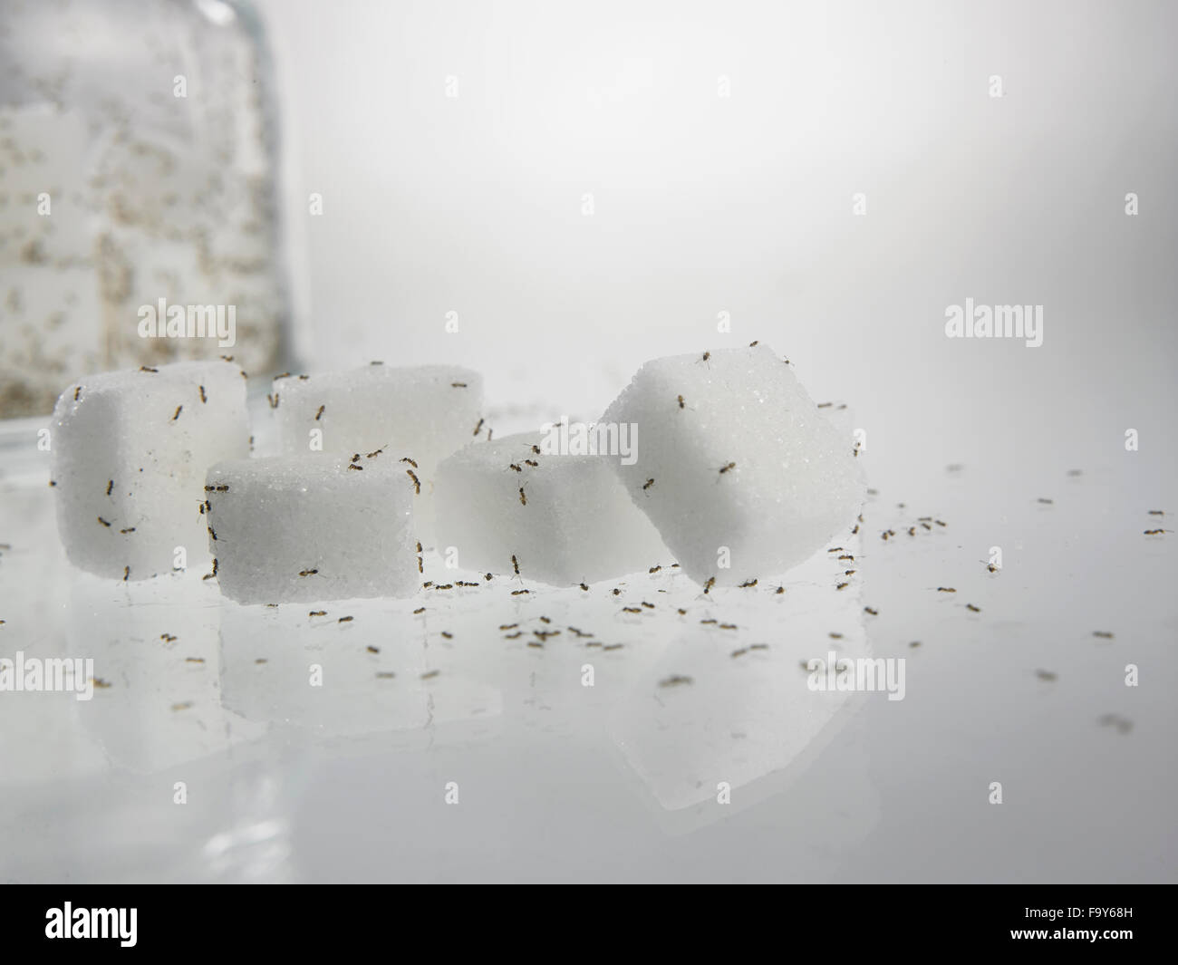 Ant Sugar Cube High Resolution Stock Photography and Images - Alamy