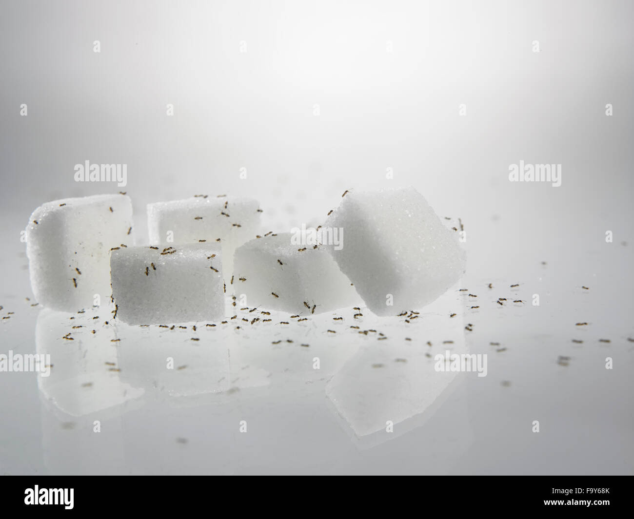 cube sugar surrounded by ants Stock Photo - Alamy