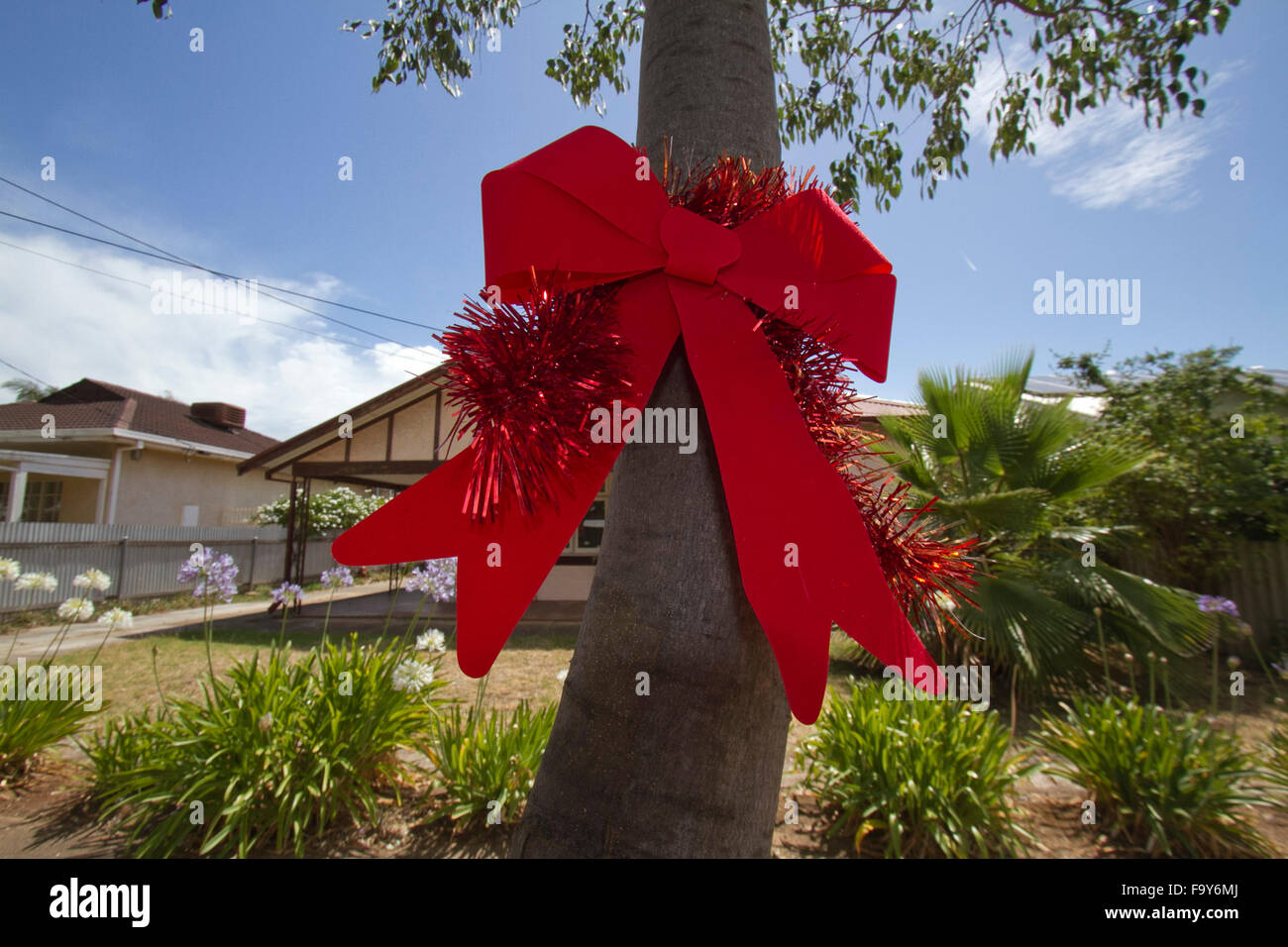 Adelaide street trees hi-res stock photography and images - Alamy