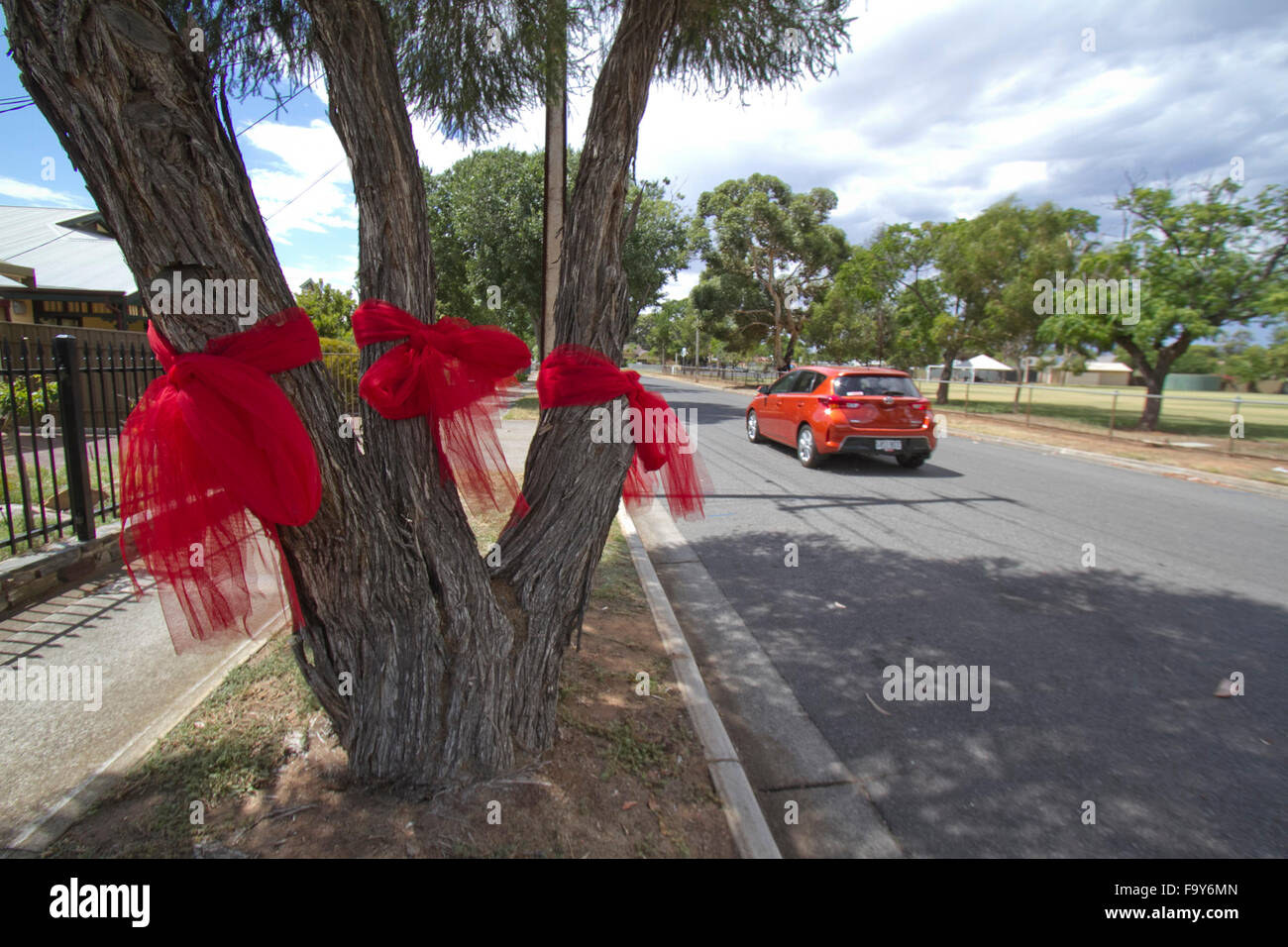 Adelaide street trees hi-res stock photography and images - Alamy