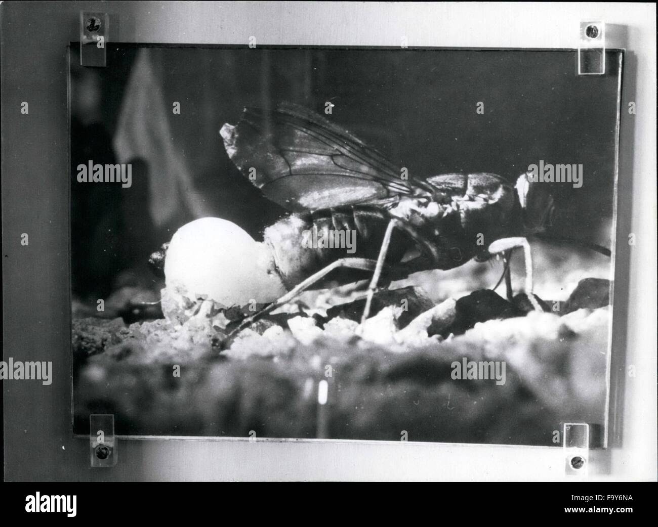 1972 - A tsetse fly giving birth to larvae © Keystone Pictures USA ...