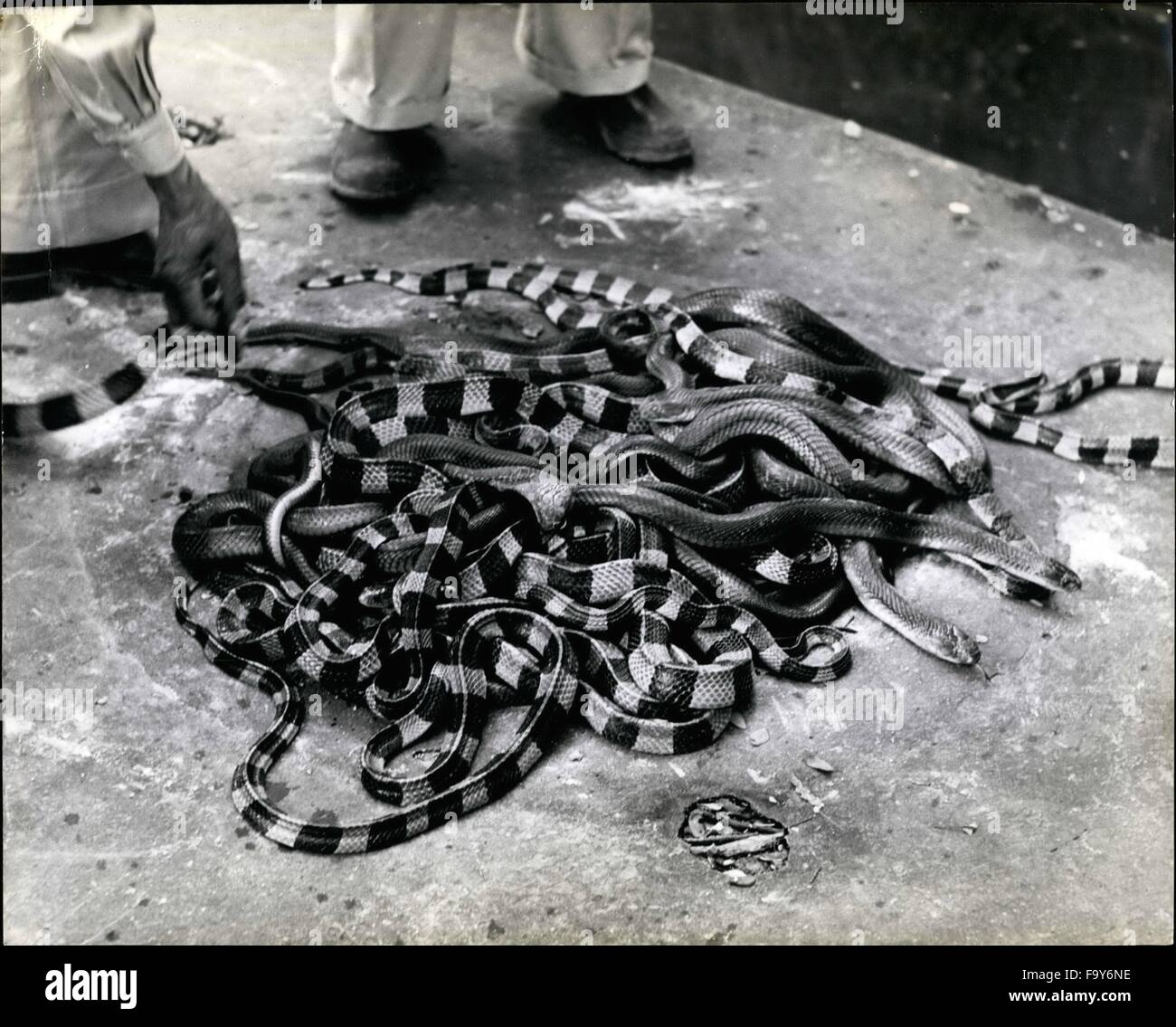 Writhing snake hi-res stock photography and images - Alamy