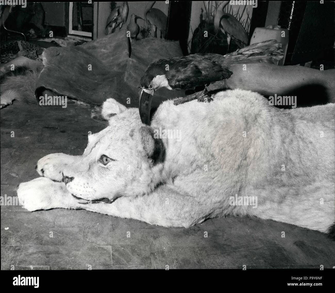 1962 jungle lurke beneath islington hi-res stock photography and images ...