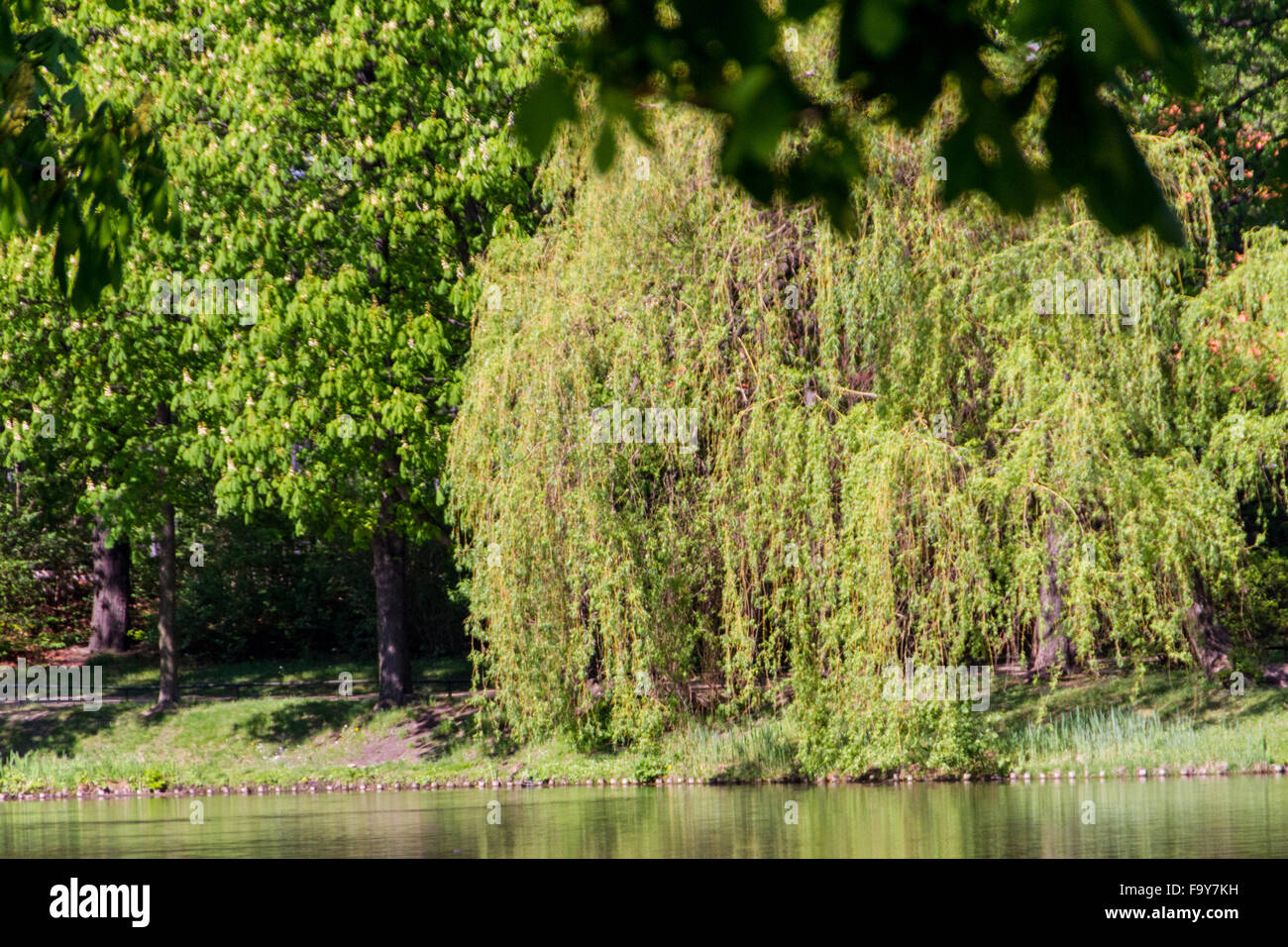 summer park, trees Stock Photo - Alamy