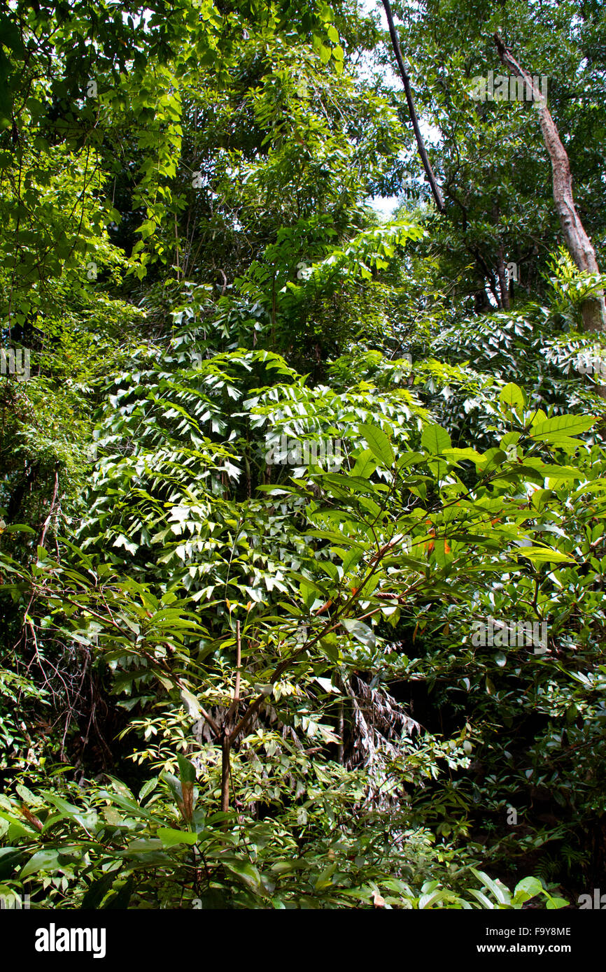 Beautiful rain forest Stock Photo - Alamy
